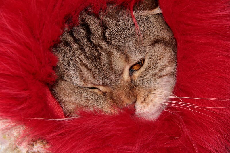 Cat Close-up. Portrait of a Cat in Red Fur Stock Photo - Image of cute ...