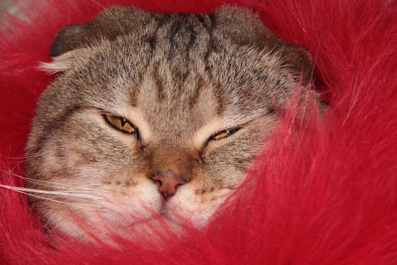 Cat Close-up. Portrait of a Cat in Red Fur Stock Image - Image of ...