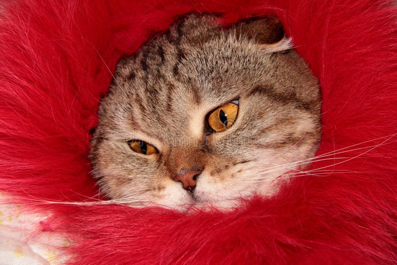 Cat Close-up. Portrait of a Cat in Red Fur Stock Image - Image of ...