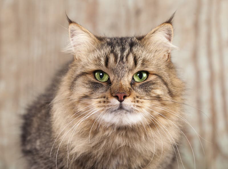 Cat, close-up portrait stock photo. Image of cute, felines - 74226824