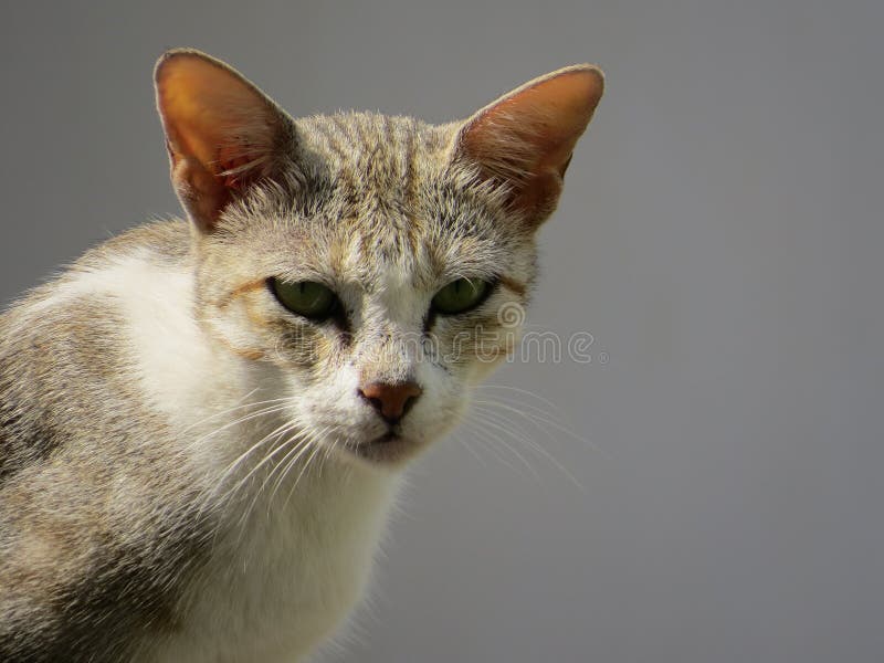 Look of Terror stock photo. Image of fear, beard, caucasian - 43062280