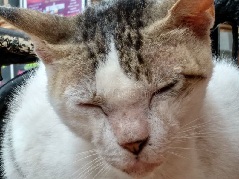 Cat with Closed Eye. Cat Sleeping Time Stock Photo - Image of animal ...