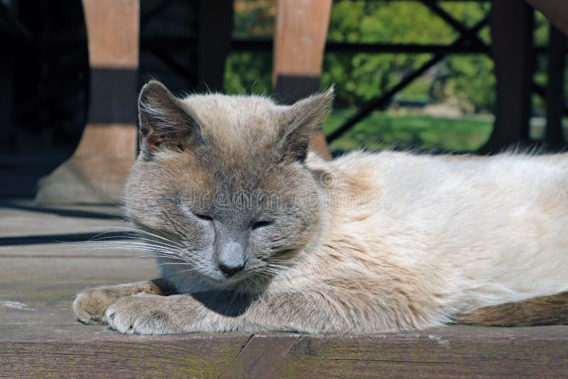 Cat with Closed Eyes Basking Under the Sun Stock Image - Image of ...
