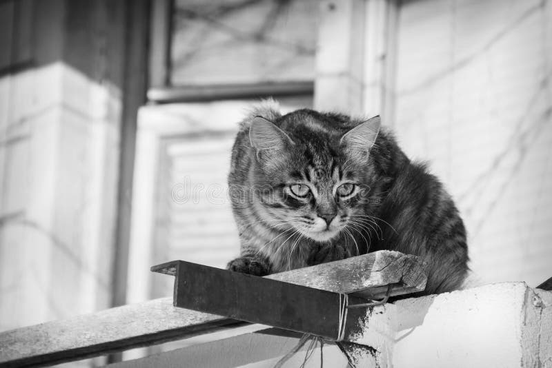 Cat Closely Followed Someone Stock Photos - Free & Royalty-Free Stock ...