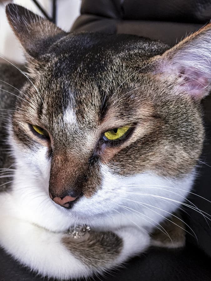 Cat stock photo. Image of kitty, closeup, face, veterinary - 66027472