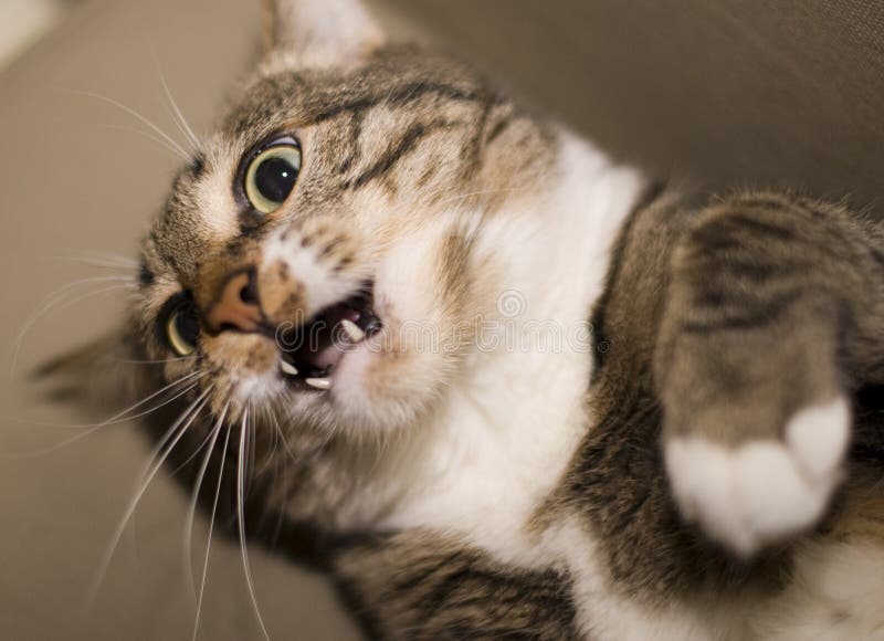Cat closeup foto stock image. Image of angry, grin, predator - 13139889