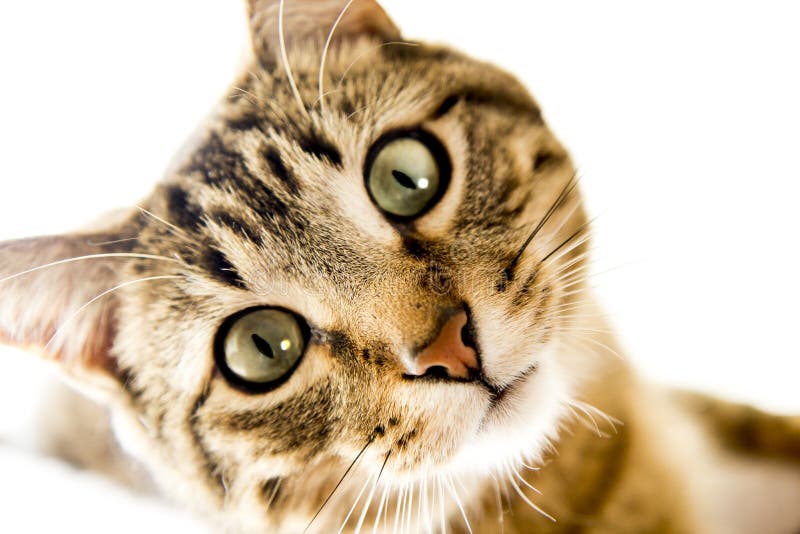 Cat stock photo. Image of playful, cute, headshot, pussycat - 45422470