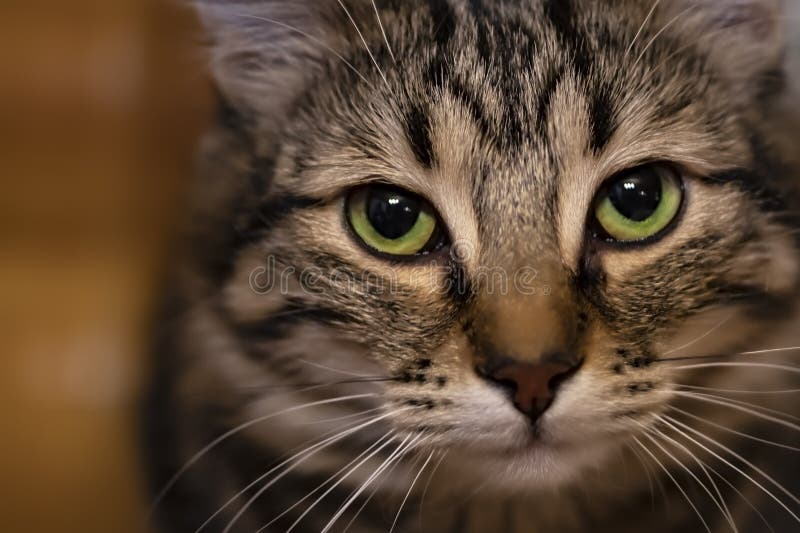 Cat Closeup Portrait. Cute Cat Looking at the Camera Stock Image ...