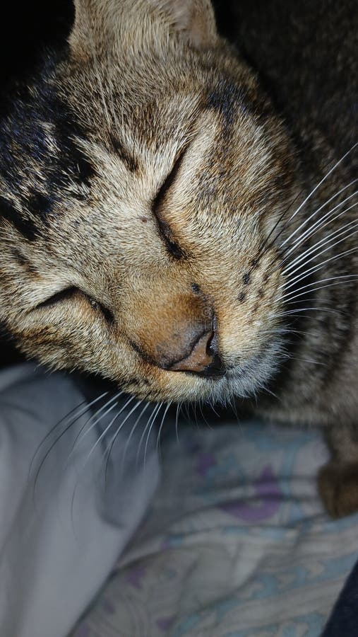 The Cat is Closing Its Eyes? Stock Photo - Image of eyes, eyesthe ...