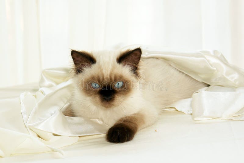 Cat in cloth stock image. Image of satin, curious, purebreed - 3073805