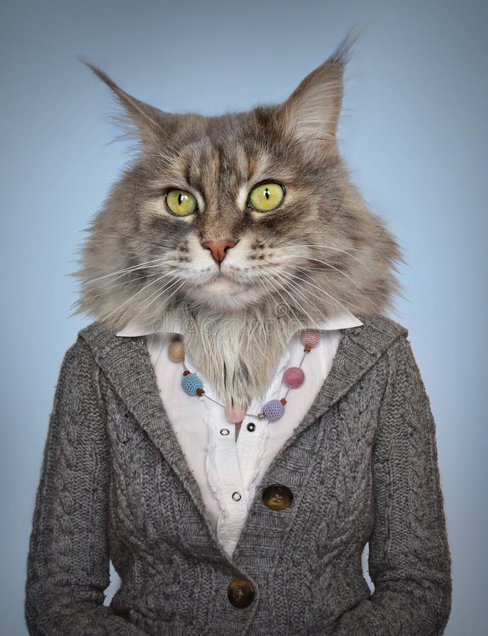 Cat in clothes stock image. Image of human, manipulation - 57110839