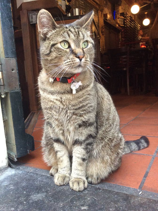 Cat in Coffeeshop at Amsterdam. Closer Look of the Owner Stock Photo ...