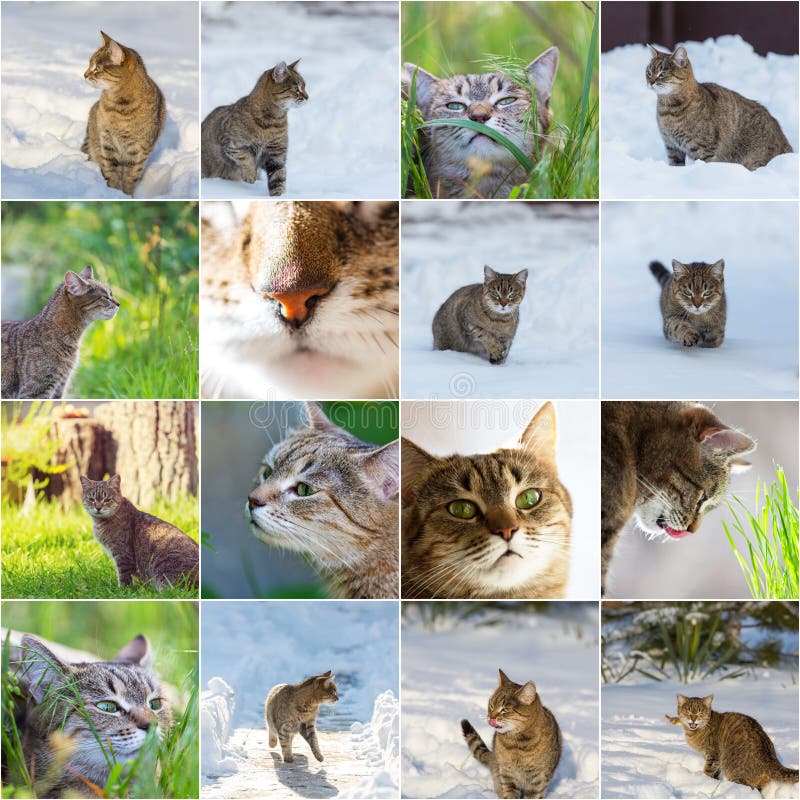 Cat collage stock photo. Image of variety, vertebrate - 137498752