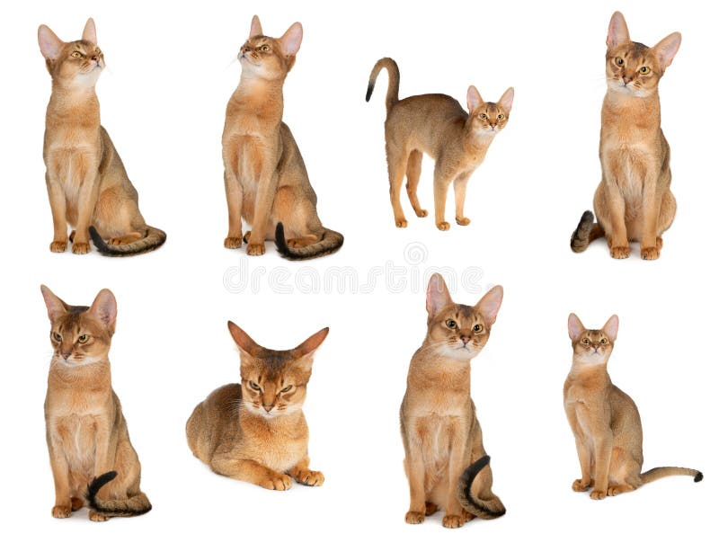Collection of a cats stock image. Image of looking, breed - 19340375
