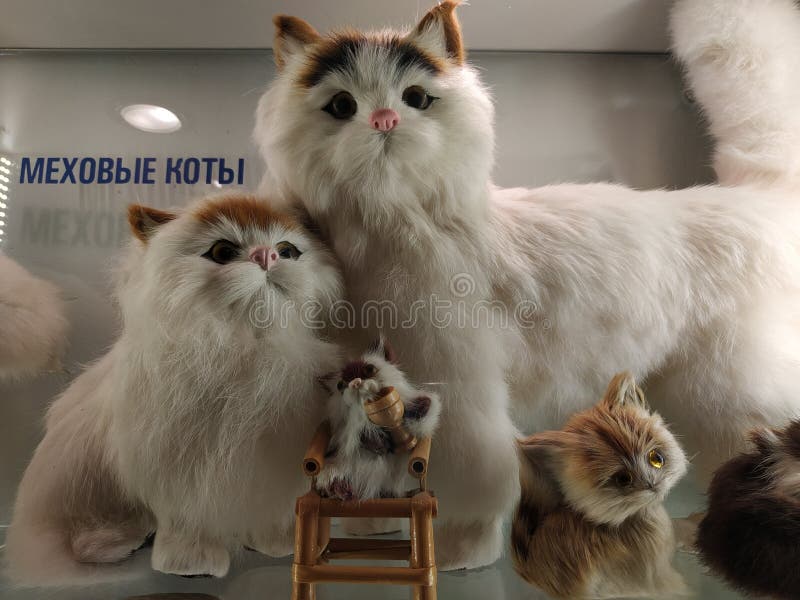 Cat Collection at Murarium Museum Editorial Photo - Image of collection ...