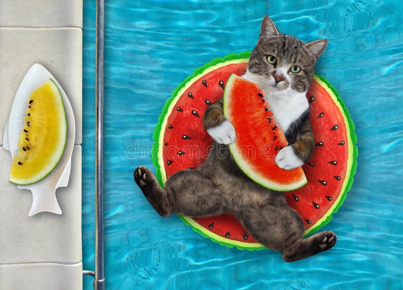 119 Funny Cat Swimming Pool Photos - Free & Royalty-Free Stock Photos ...