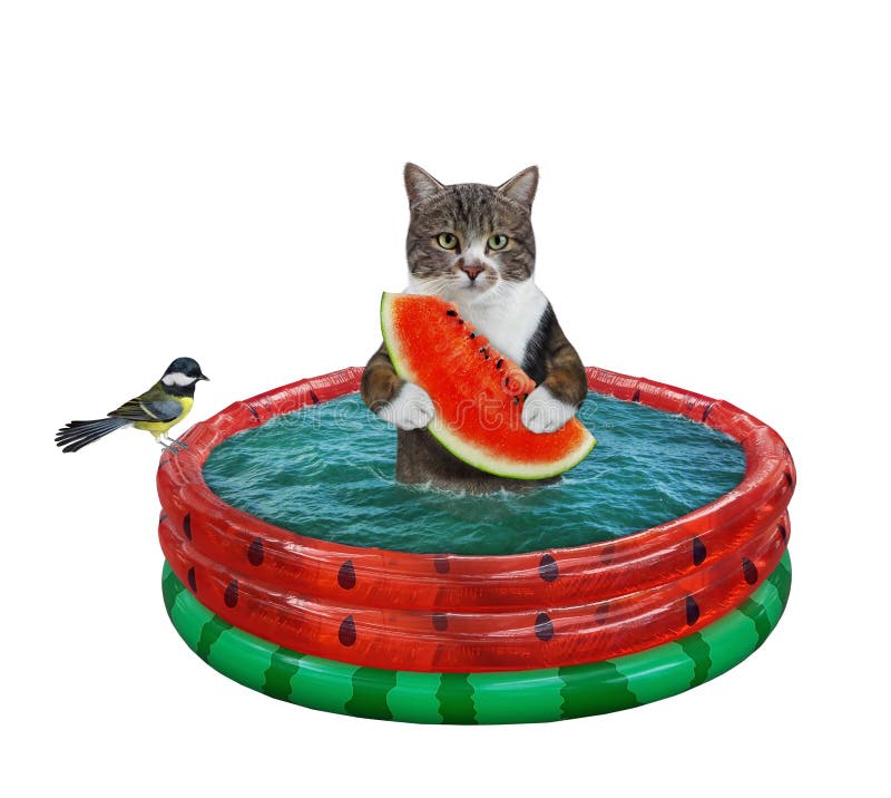 128 Funny Cat Swimming Pool Stock Photos - Free & Royalty-Free Stock ...