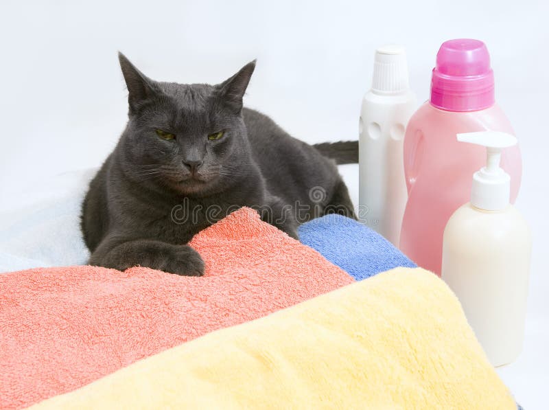 Cat on Colorful Laundry To Wash Stock Image - Image of loading, purify ...