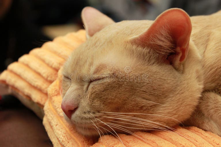 Cat in coma stock photo. Image of sleep, rest, cute, morpheus - 61131150