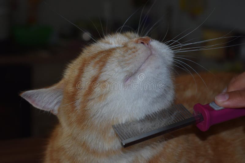 Cat and comb stock photo. Image of feline, cats, animals - 127379356