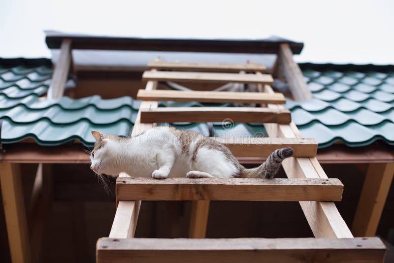 Cat Comes Down from the Roof Stock Image - Image of fluffy, little ...
