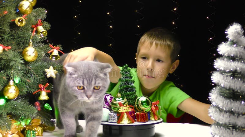 A Boy and His Cat Under the Tree Stock Vector - Illustration of human ...