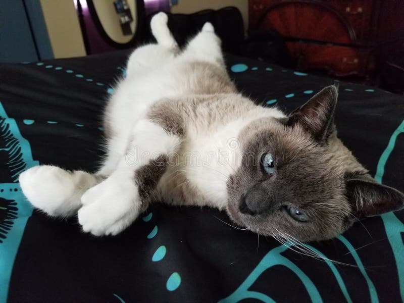 Cat stock photo. Image of blueeyedcat, tonkinese, comfy - 123267342