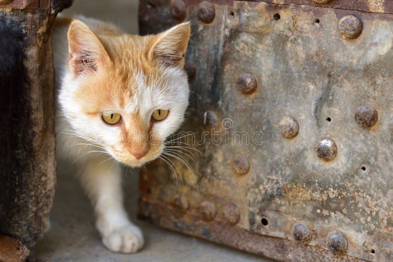 Cat stock image. Image of close, hunt, capture, colour - 101387925