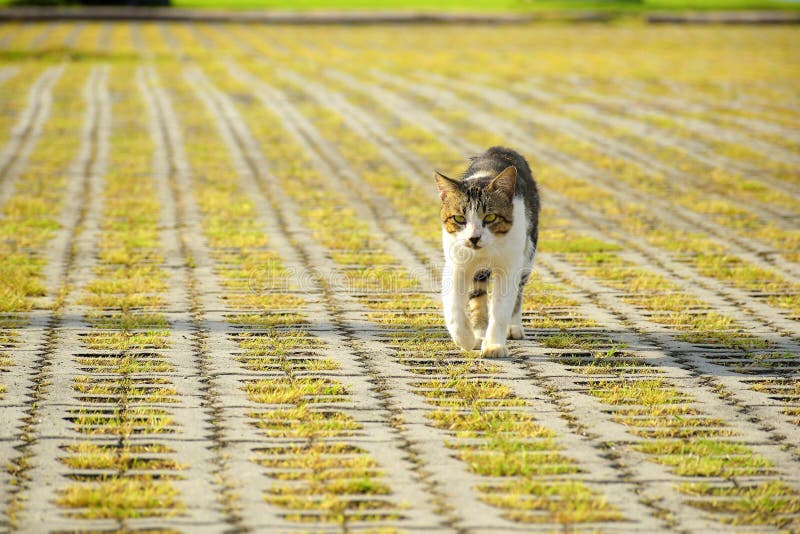 Cat come over stock image. Image of park, kitten, mammal - 100593459
