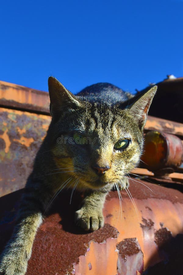 Cat coming to camera stock image. Image of cute, coming - 67992049