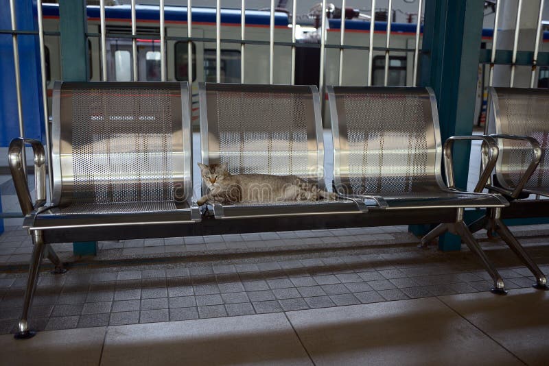 Cat on Commuter Train Station Stock Image - Image of animals, ecology ...
