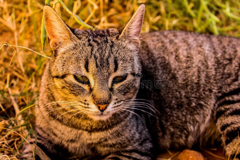 The Cat Rest Under the Shade Stock Photo - Image of cute, nature: 227337128