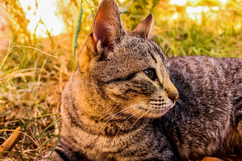 The Cat Rest Under the Shade Stock Photo - Image of cute, nature: 227337128