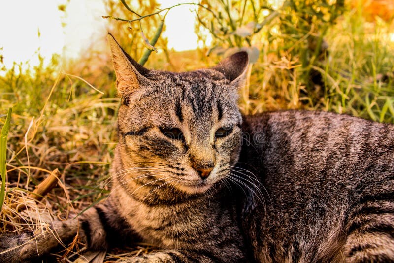 The Cat Rest Under the Shade Stock Photo - Image of cute, nature: 227337128