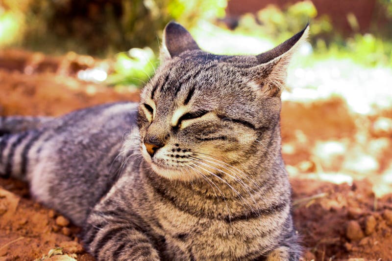 The Cat Rest Under the Shade Stock Photo - Image of cute, nature: 227337128