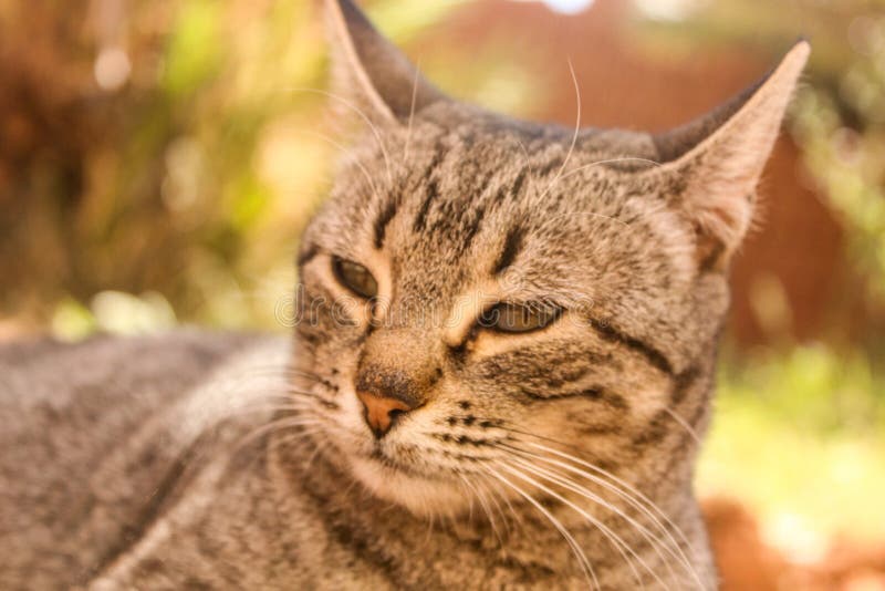 The Cat Rest Under the Shade Stock Photo - Image of cute, nature: 227337128