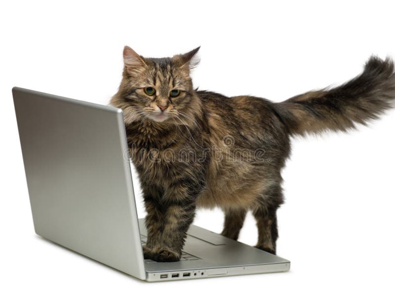 Cat is looking at laptop stock photo. Image of equipment - 2482036