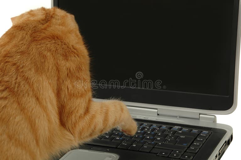 1,469 Cat Typing Computer Stock Photos - Free & Royalty-Free Stock ...