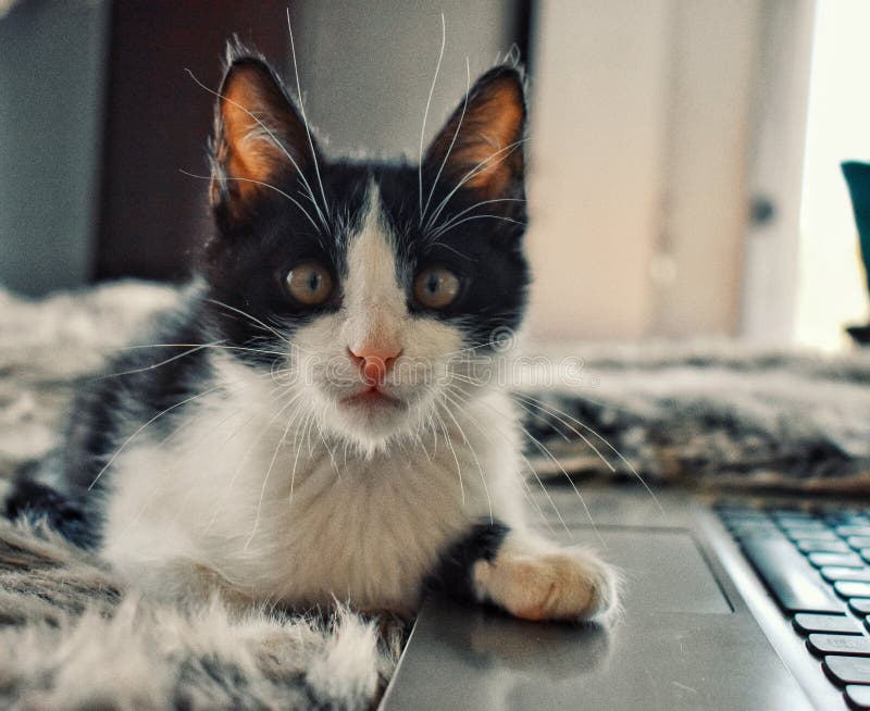 Cat at Computer Being Vintage and Cute Stock Image - Image of cute ...