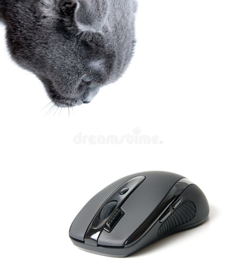 794 Cat Computer Mouse Stock Photos - Free & Royalty-Free Stock Photos ...