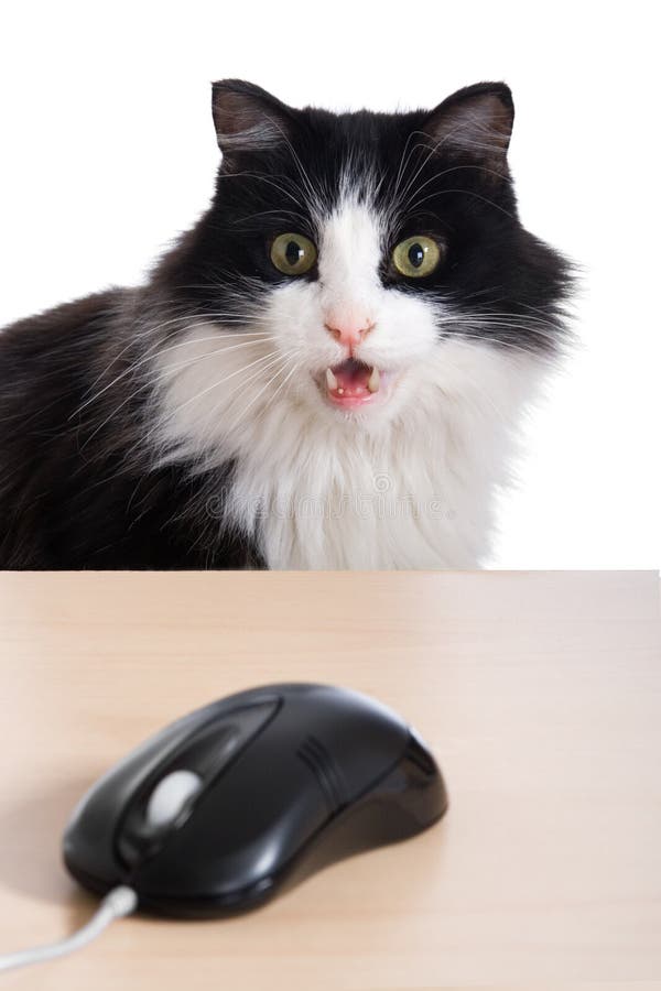 Cat with the Computer Mouse Stock Image - Image of naughty, cable: 4528563