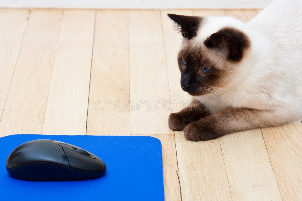 Cat and Computer Mouse on the Floor Stock Image - Image of wisker, blue ...