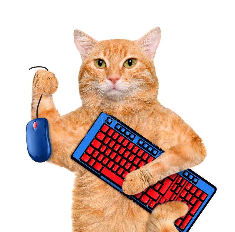 Cat with Computer Mouse and Keyboard. Stock Photo - Image of funny ...