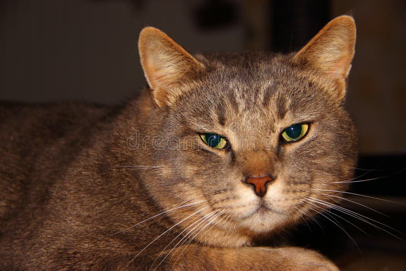 179 Condescending Stock Photos - Free & Royalty-Free Stock Photos from ...