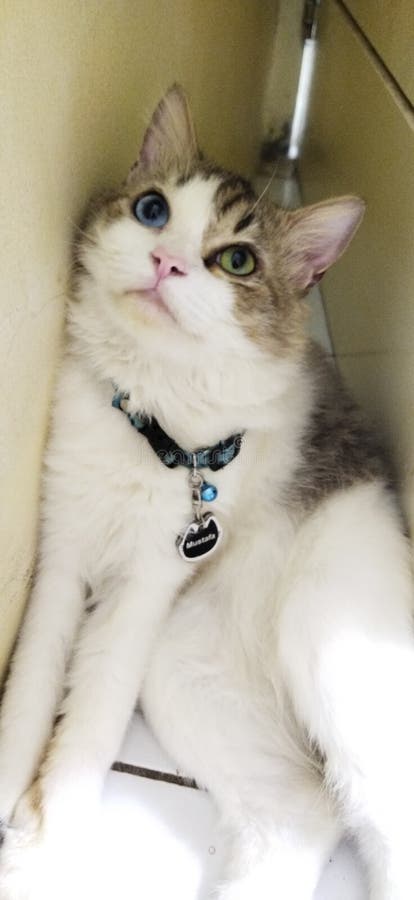 Cat is confused stock image. Image of puppy, mammal - 248725935