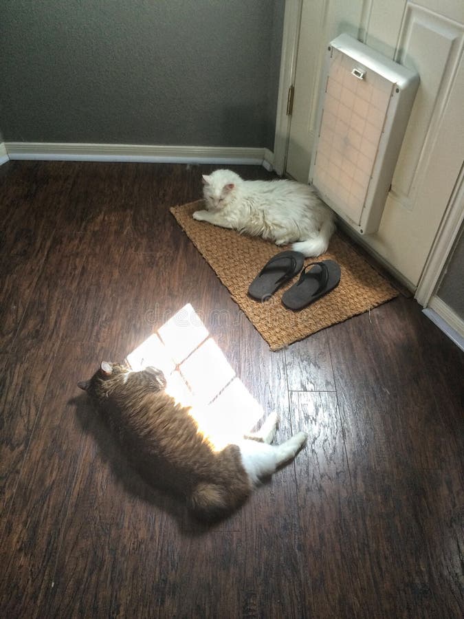 Cat conversations stock image. Image of afternoon, chat - 76220815