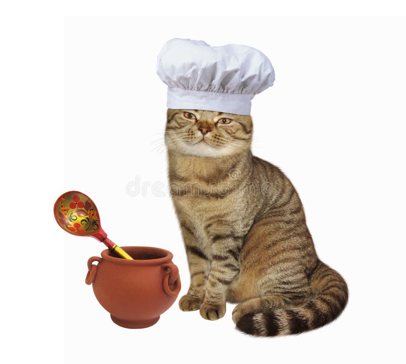 Cat cook in chef hat stock image. Image of funny, crock - 73994011