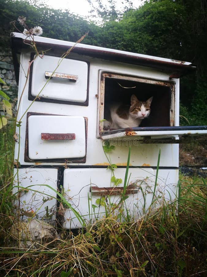 Cat cooker break stock photo. Image of butter, animal - 126687890