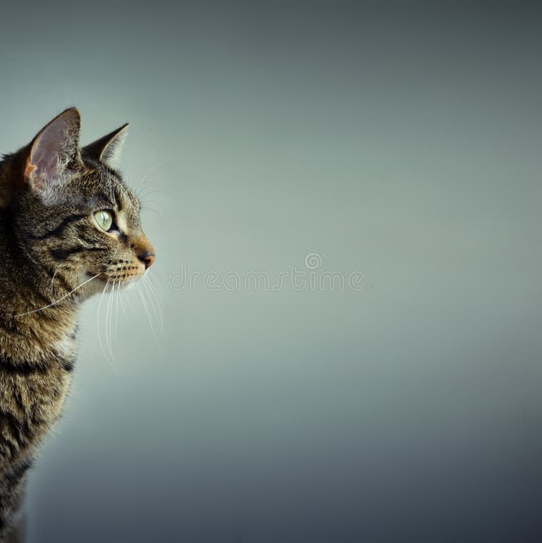 9,277,623 Copy Poen Stock Photos - Free & Royalty-Free Stock Photos ...