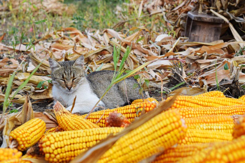 Cat Rests in the Garden with Dry Corn in Autumn Stock Photo - Image of ...